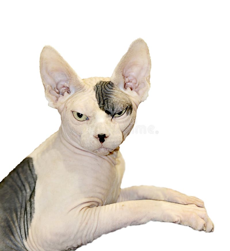 25,270 Sfinks Zdjęcia - Bezpłatne i z licenncją Royalty-Free Zdjęcia od ...