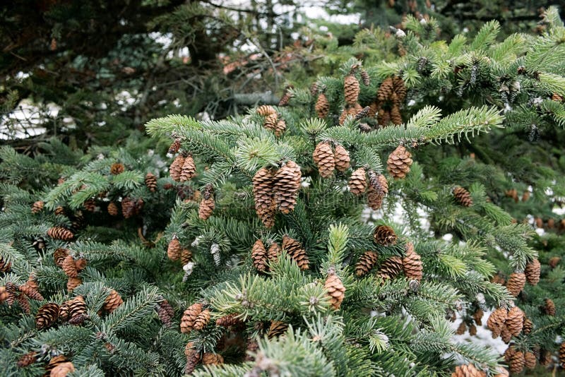 Granris Stock Foton , bilder och fotografi - Ladda ner 937 foton