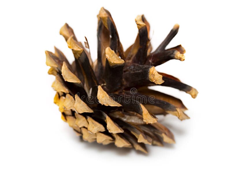 Kotte fotografering för bildbyråer. Bild av gran, traditionellt - 17849521