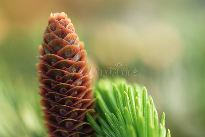 Kotte arkivfoto. Bild av utsäde, stängning, frö, kotte - 5253188