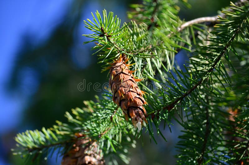 Kotte arkivfoto. Bild av visare, skog, barkeeperen, kotte - 63511814
