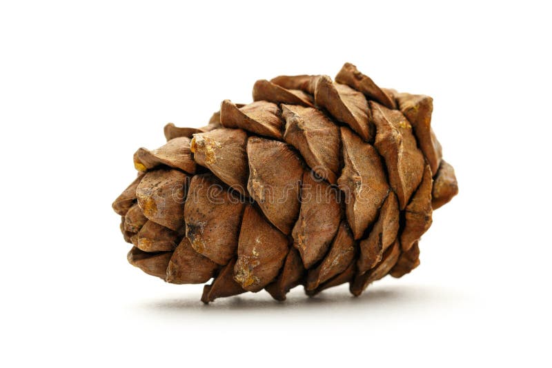 Kotte fotografering för bildbyråer. Bild av gran, traditionellt - 17849521