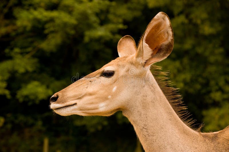 Koudou stock image. Image of habitat, tragelaphus, creature - 10734563