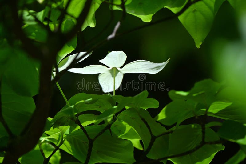 Kousa Dogwood ( Cornus Kousa ) Flowers. Stock Image - Image of leaves ...