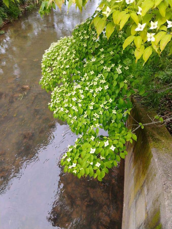Kousa Dogwood Taking a Drink from the Creek Stock Photo - Image of tree ...