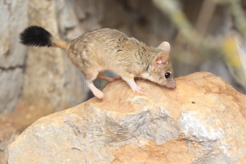 Kowari or Brush Tailed Marsupial Rat, Dasyuroides Byrnei, Small ...