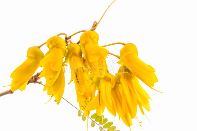 Kowhai Tree Flowers Bloom Stock Photos - Free & Royalty-Free Stock ...