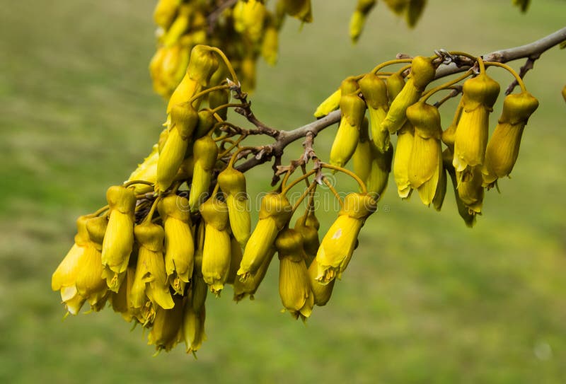 Kowhai Tree Flowers Bloom Stock Photos - Free & Royalty-Free Stock ...
