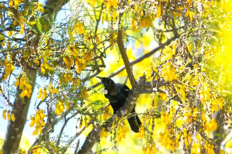 Kowhai tree on bloom stock image. Image of botanic, destination - 140940231