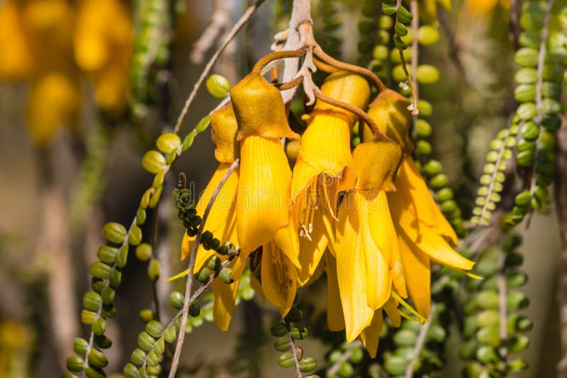 6+ Kowhai Free Stock Photos - StockFreeImages