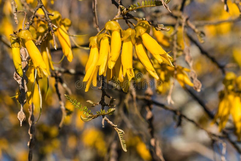 Kowhai tree flowers stock image. Image of kowhai, tree - 60035419
