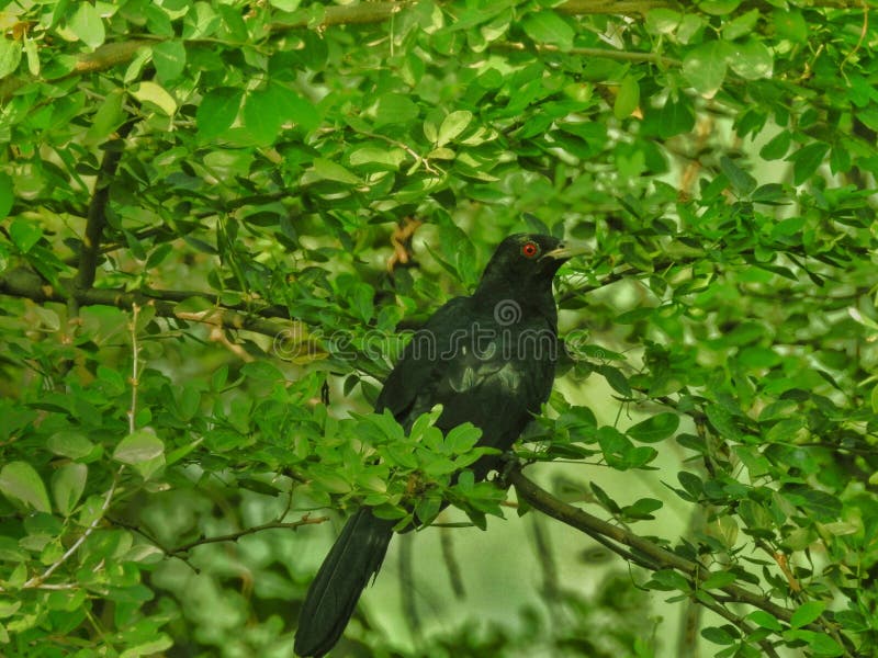 Koyal bird on tree stock photo. Image of forest, insect - 236267498