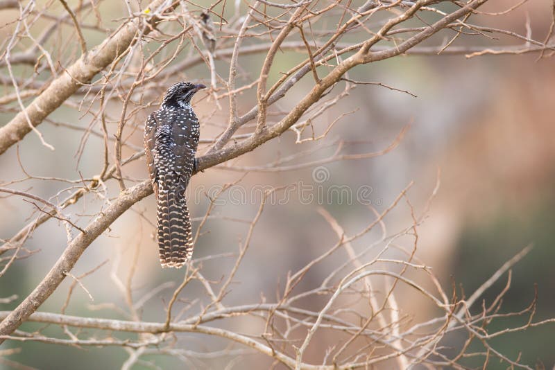 Koyal Bird Stock Photos - Free & Royalty-Free Stock Photos from Dreamstime