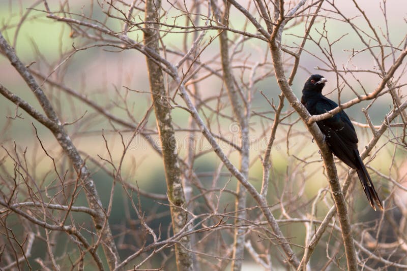 Koyal Bird Stock Photos - Free & Royalty-Free Stock Photos from Dreamstime
