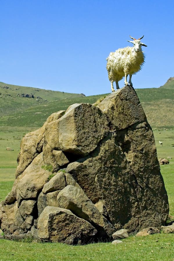 Kozy angorska rock obraz stock. Obraz złożonej z przemysł - 2391573