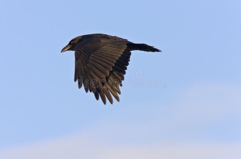 Rabe im Flug stockbild. Bild von bussard, flugwesen, gefieder - 99534437