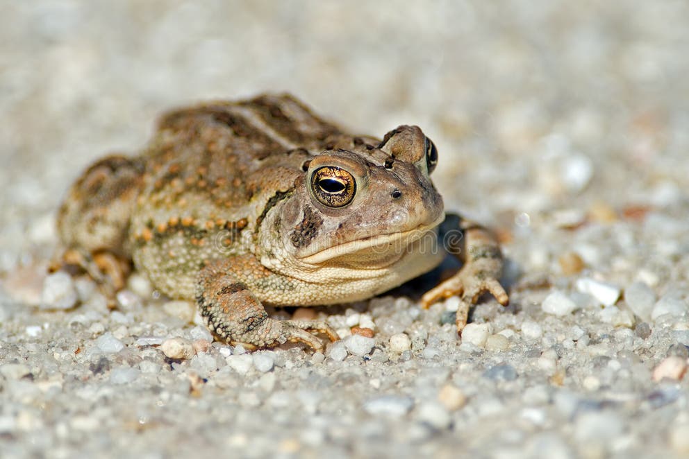 Kröte stockfoto. Bild von kröte, krächzen, fowler, reptil - 32206868