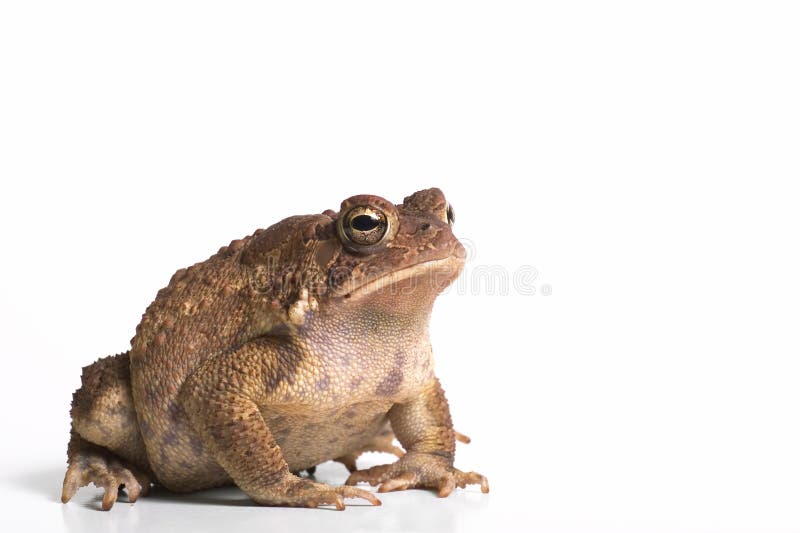 Große fette Kröte stockbild. Bild von studio, tier, braun - 25798905