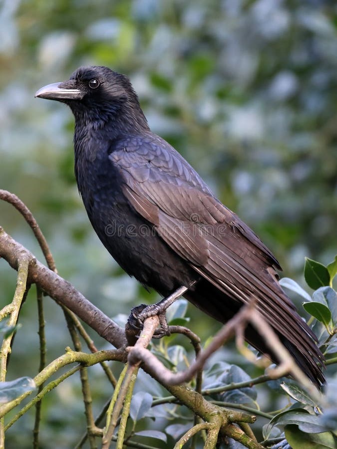 Kraai stock foto. Image of klauw, donker, voedsel, wild - 99077944