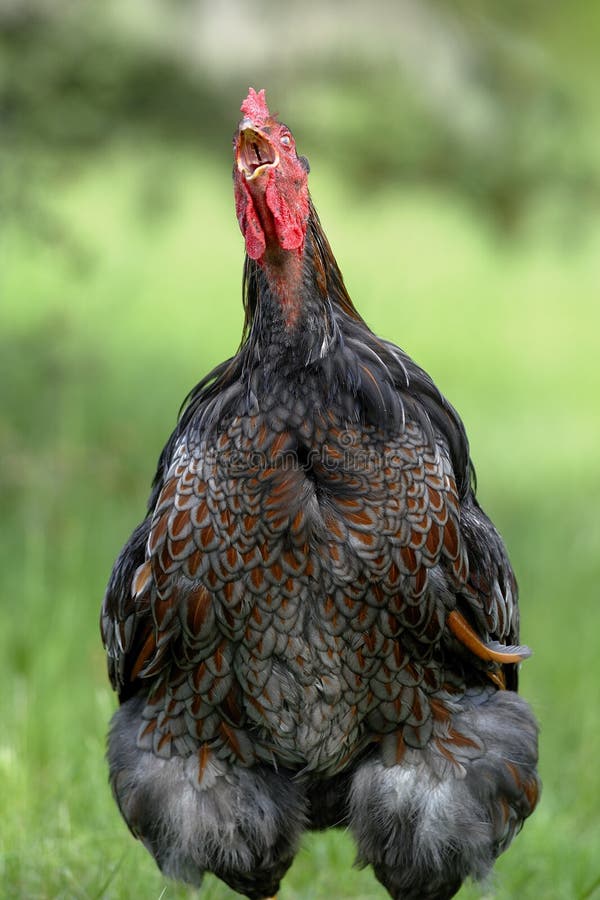 Kraaiende Haan Stockfoto's - Download 73 Royalty Free Photos