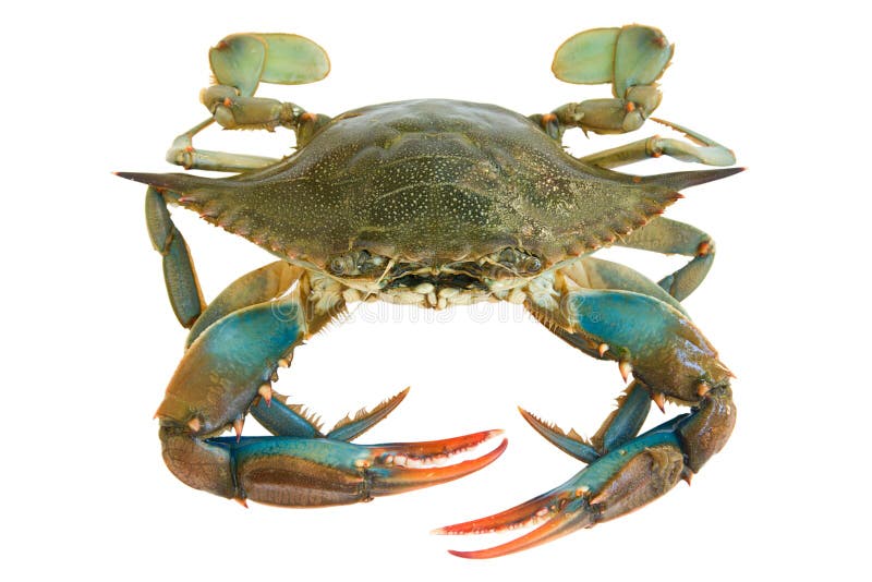 Krabscharen stock foto. Image of restaurant, studio, azië - 64677342