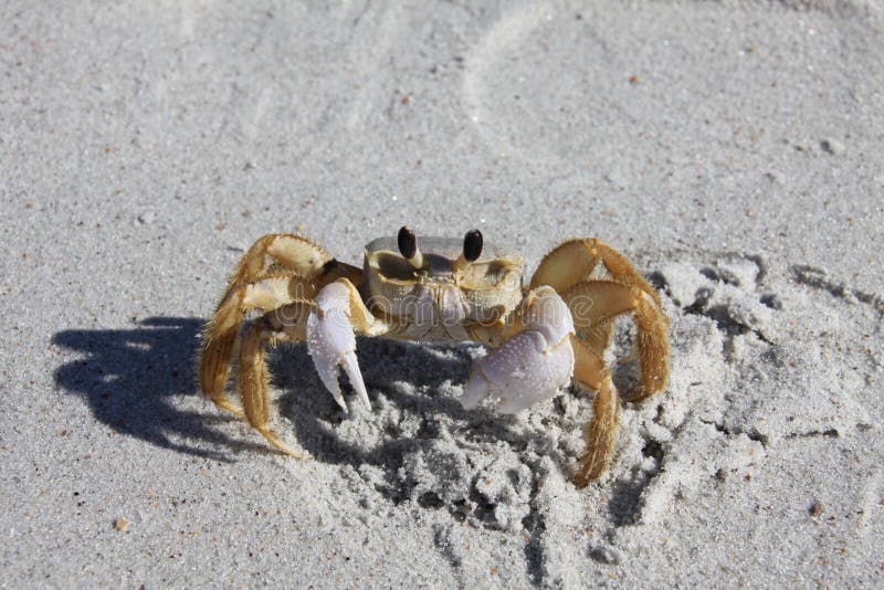 Krab stock foto. Image of zomer, klauw, tropisch, grappig - 109092758