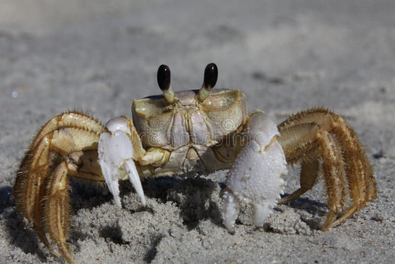 Krab stock foto. Image of strand, tropisch, dier, wild - 109092796