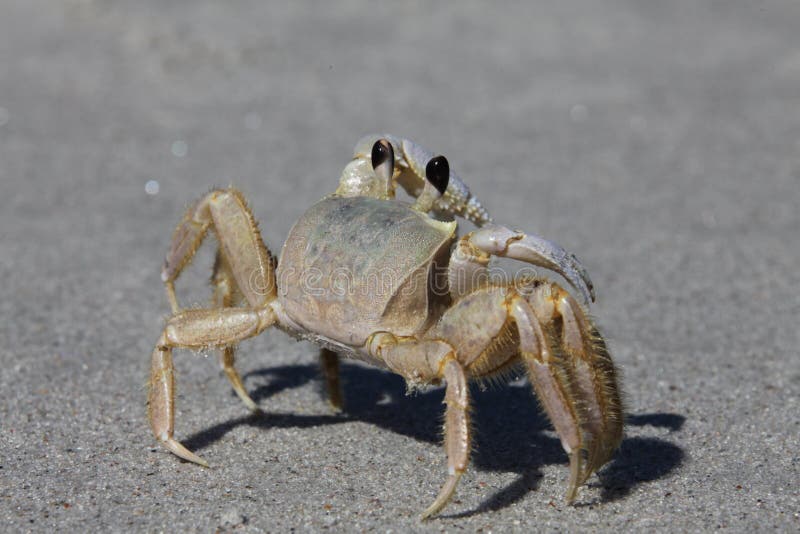 Krab stock afbeelding. Image of wind, openlucht, dier - 109092811