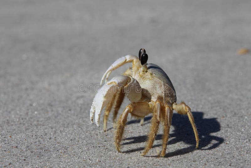 Krab stock afbeelding. Image of oceaan, achtergrond - 109337245