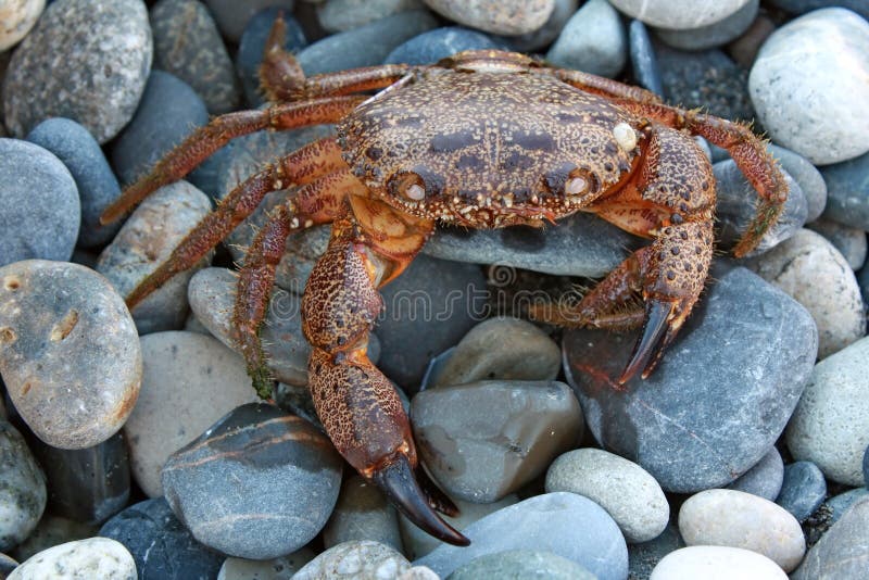 Krab stock afbeelding. Image of achtergrond, dier, strand - 11750399