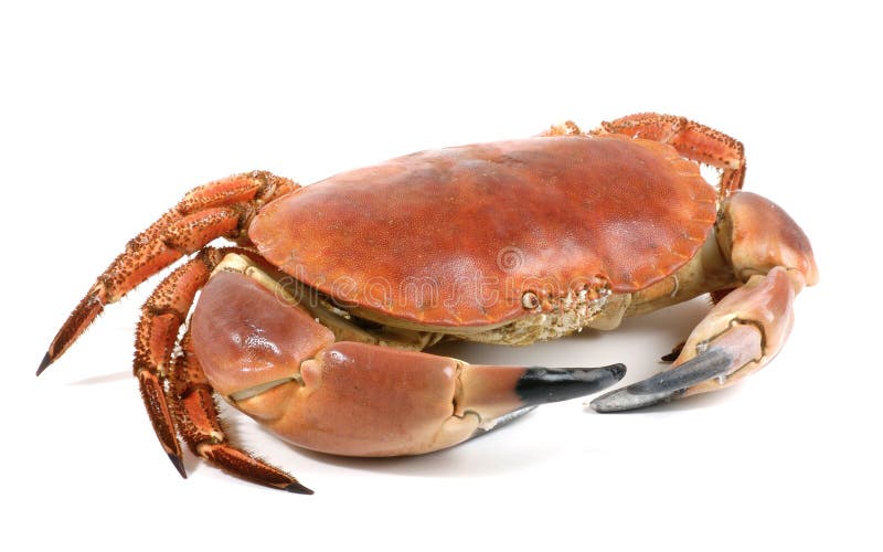 De Klauwen Van De Krab Van De Steen Stock Afbeelding - Image of ...