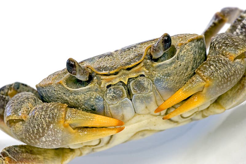 Krab zdjęcie stock. Obraz złożonej z ochronny, gacenie - 15548774