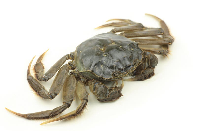 Krab obraz stock. Obraz złożonej z jaskrawy, przyroda - 16141967