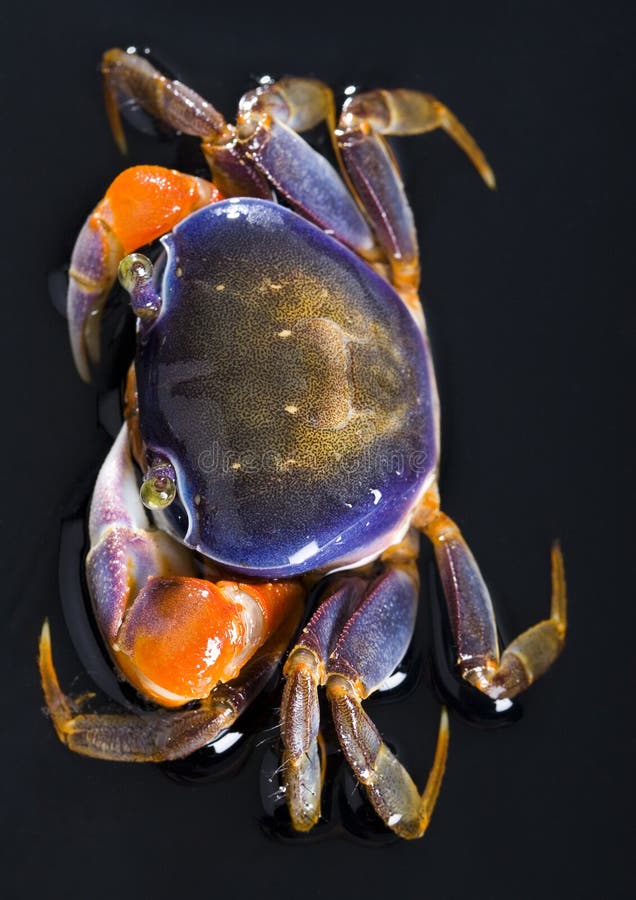 Krab Met Grote Klauwen Tegen Deze Schaaldieren is Een Geweldige Vechter ...
