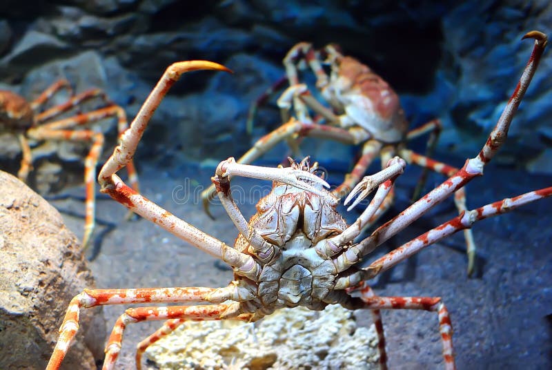 Japanse Spinkrab - (Macrocheira-kaempferi) Stock Afbeelding - Image of ...