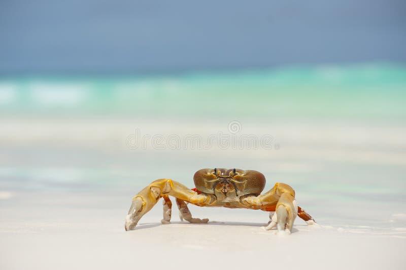 Krab stock foto. Image of klauw, uitbarsting, dier, openlucht - 32308536