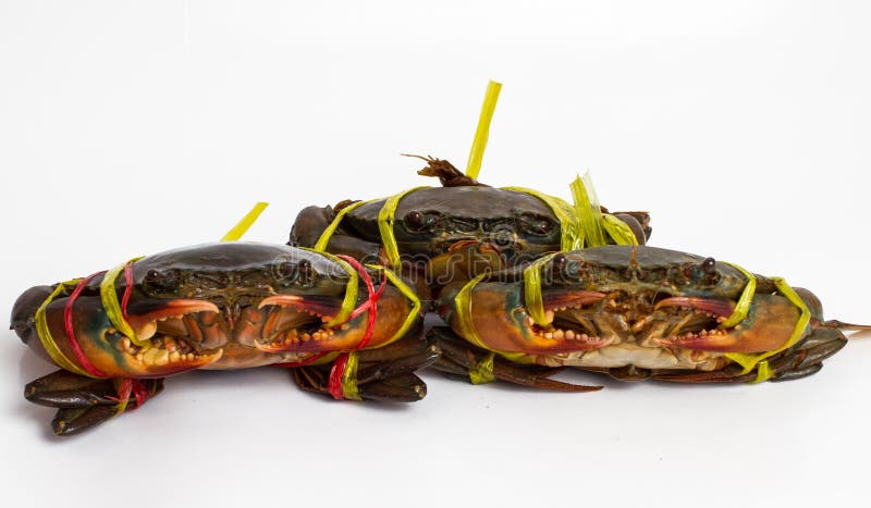 Krab zdjęcie stock. Obraz złożonej z biały, deliciouses - 33232326