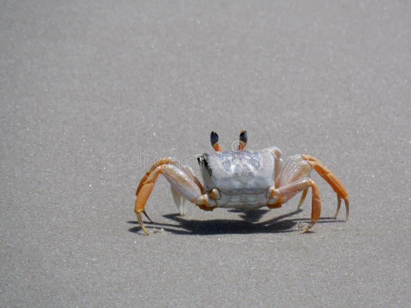 Krab stock afbeelding. Image of zand, strand, dier, vakantie - 38508015