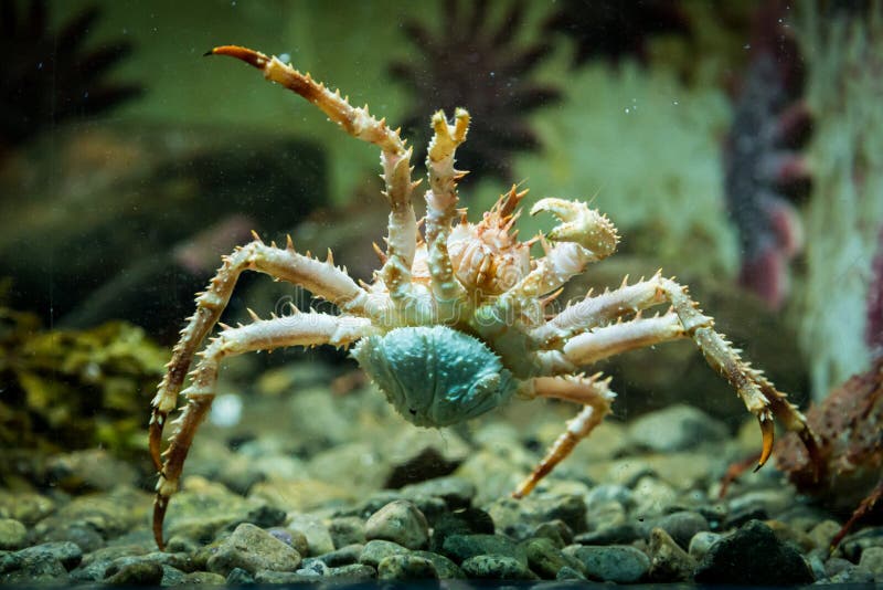 Krab stock afbeelding. Image of noordpool, krab, koning - 46038119