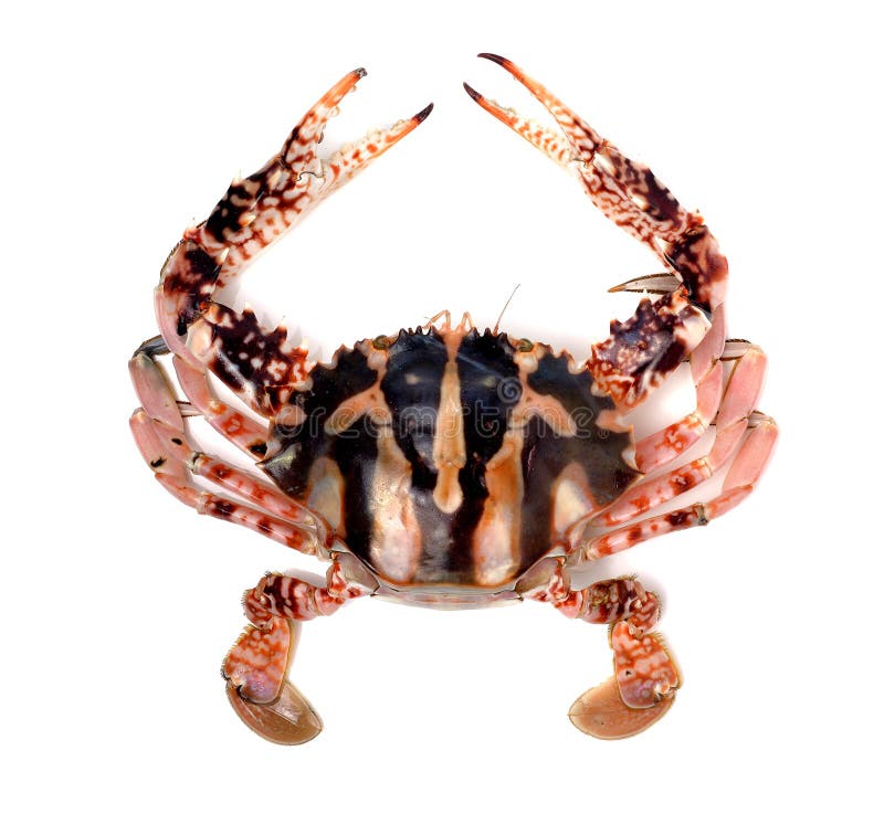 Krab stock foto. Image of bloem, krab, zeevruchten, vers - 11898090
