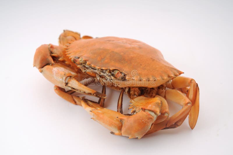 Krab stock foto. Image of vlees, peper, benen, oceaan - 5598400