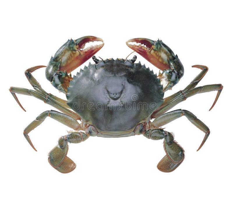 Krab stock foto. Image of zeevruchten, vlag, rood, maryland - 6799182