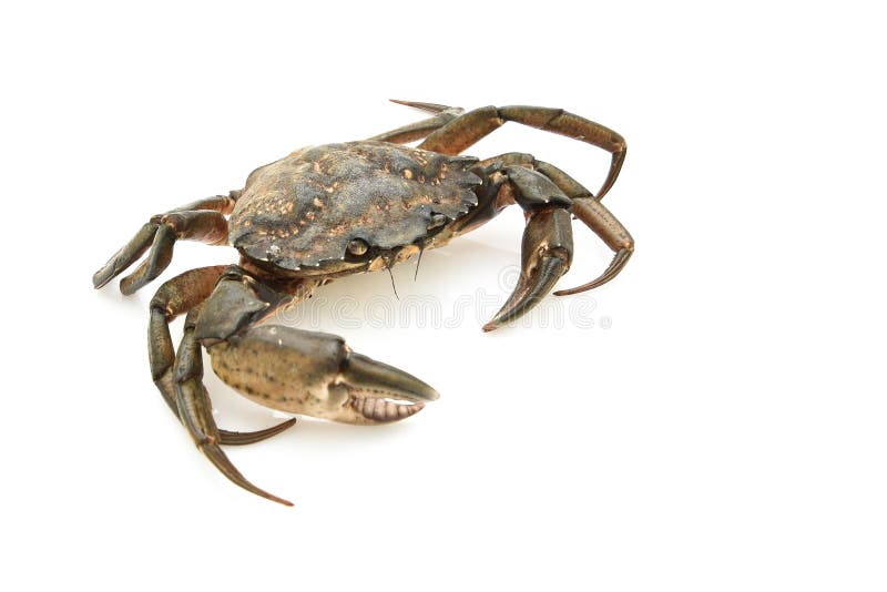 Krab De Zwarte Zee Schaaldier, Geïsoleerd Op Wit Stock Foto - Image of ...