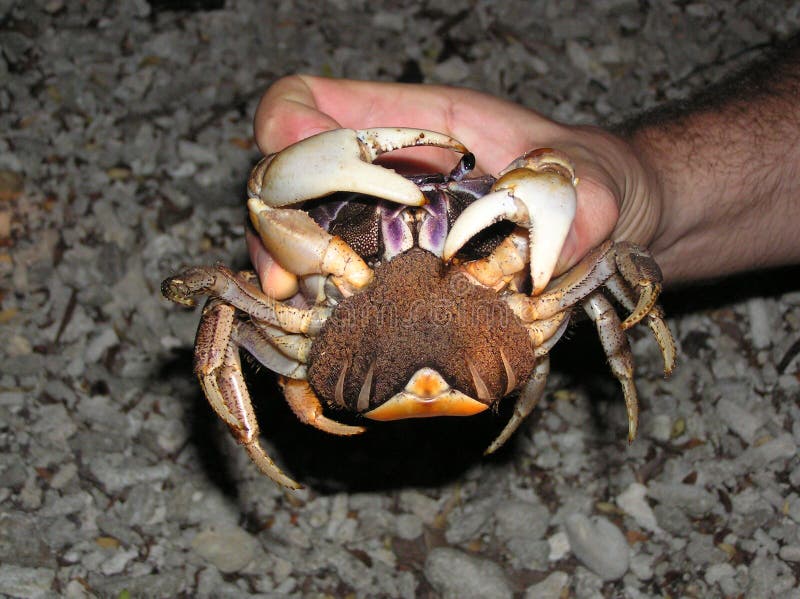 Krab met eieren stock afbeelding. Image of oceaan, diner - 90211169