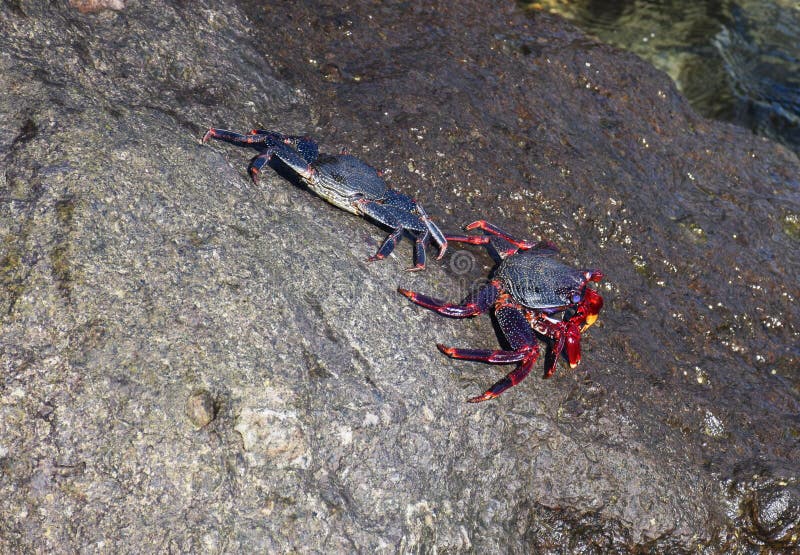 Rode Krab Op De Rots, De Galapagos Eilanden Stock Foto - Image of ...