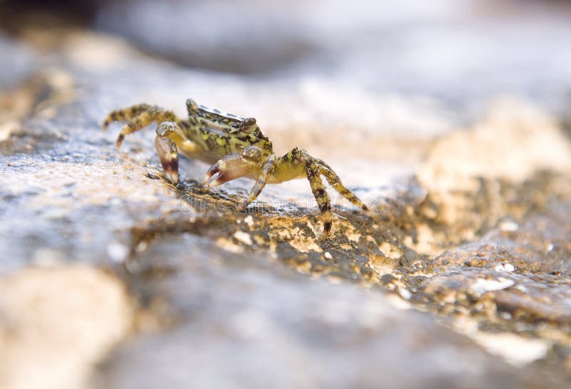 Krab Op Strand Van Middellandse Zee Stock Afbeelding - Image of macro ...