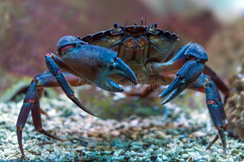 Krab podwodny zdjęcie stock. Obraz złożonej z krab, żeglarz - 40101774