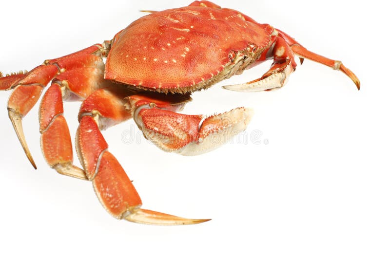 Krab zdjęcie stock. Obraz złożonej z seafood, przygotowany - 10480654