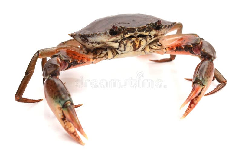 Krabba arkivfoto. Bild av affisch, jordluckrare, orange - 133442882