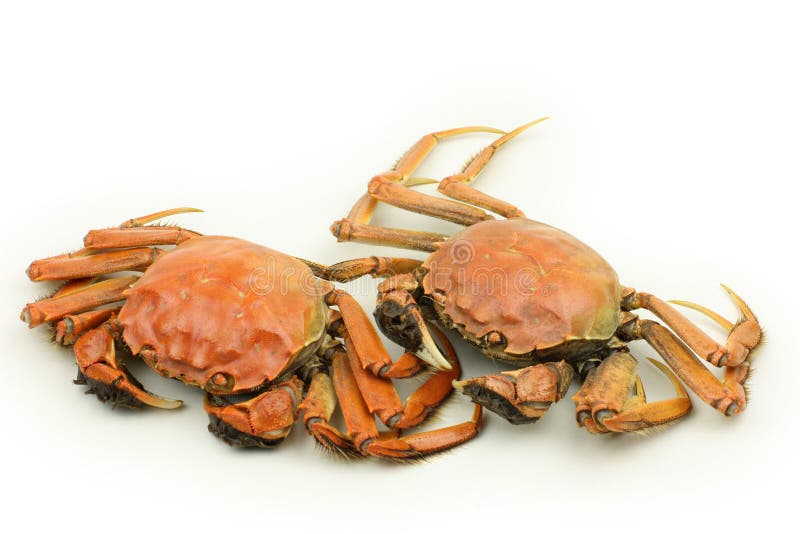 Krabba fotografering för bildbyråer. Bild av avgifter - 16592493